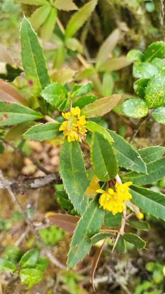 豪猪怎么养_豪猪刺有什么作用-第2张图片-山城妙识