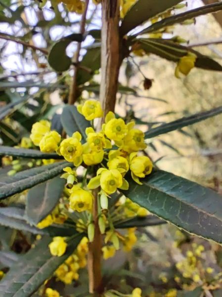 豪猪怎么养_豪猪刺有什么作用-第1张图片-山城妙识