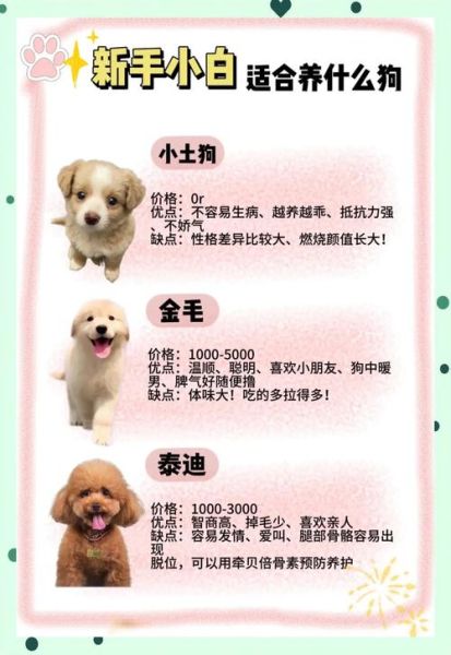 十大最听话的狗排名_适合新手养的犬种-第3张图片-山城妙识