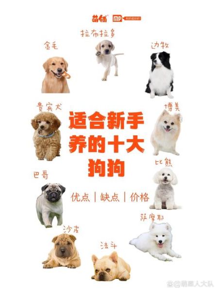 十大最听话的狗排名_适合新手养的犬种-第1张图片-山城妙识