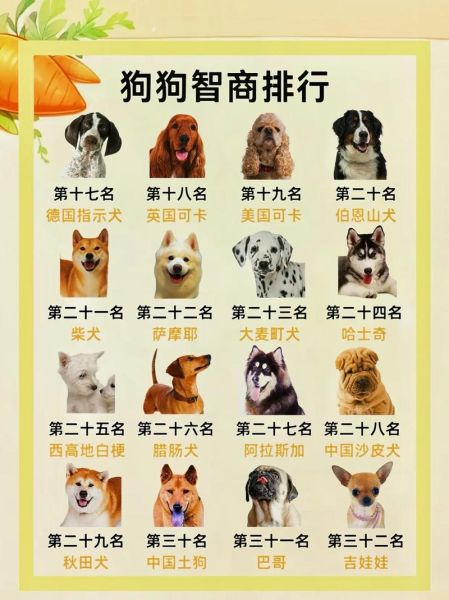 十大最听话的狗排名_适合新手养的犬种-第2张图片-山城妙识