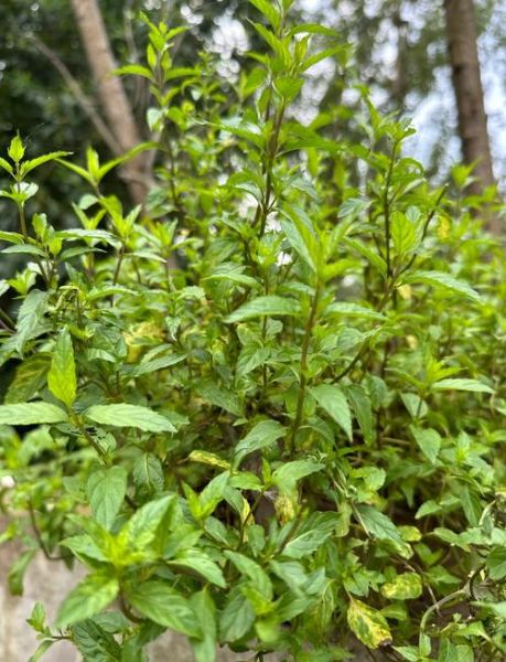 十香菜图片大全_十香菜怎么养-第1张图片-山城妙识