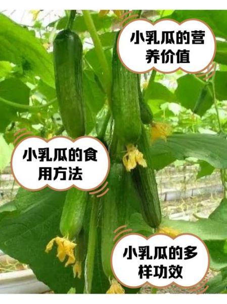 乳瓜热量是多少_乳瓜减肥能吃吗-第2张图片-山城妙识 乳瓜热量是多少_乳瓜减肥能吃吗-第2张图片-山城妙识