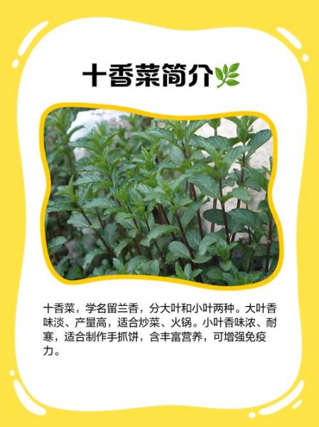 十香菜图片大全_十香菜怎么养-第2张图片-山城妙识
