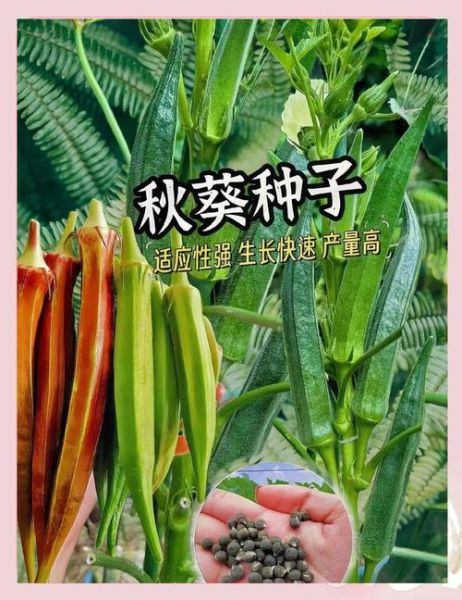 秋葵种子哪里有卖_秋葵种子价格多少钱一斤-第2张图片-山城妙识