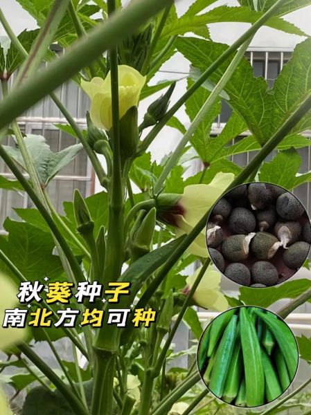 秋葵种子哪里有卖_秋葵种子价格多少钱一斤-第3张图片-山城妙识