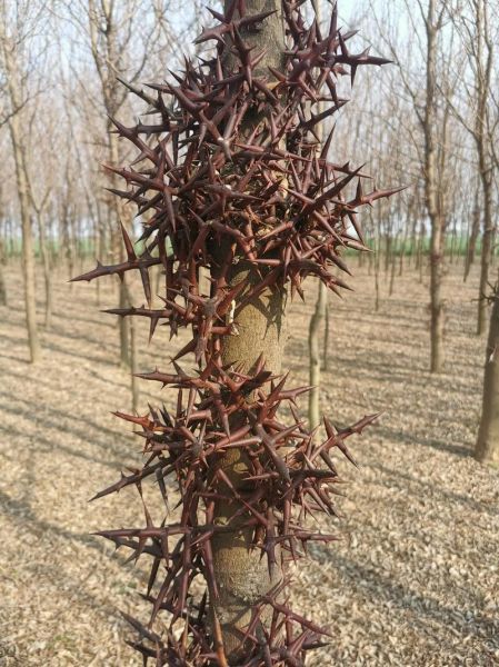 皂角刺的副作用与禁忌_哪些人不能吃皂角刺-第3张图片-山城妙识