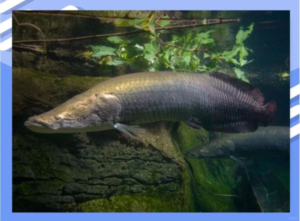 鳄雀鳝和巨骨舌鱼哪个好养_鳄雀鳝和巨骨舌鱼区别-第1张图片-山城妙识