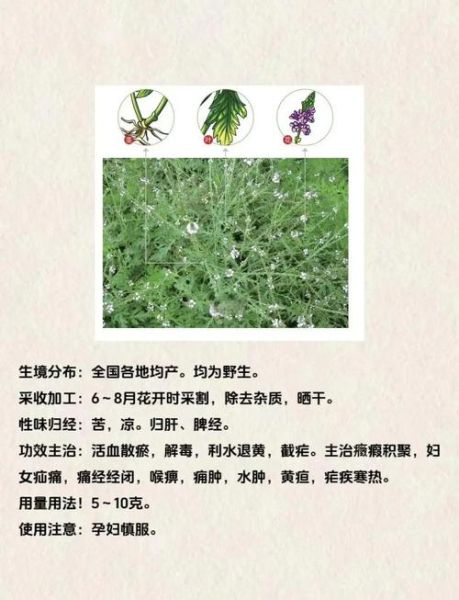 马鞭草的功效与作用有哪些_马鞭草可以天天喝吗-第1张图片-山城妙识