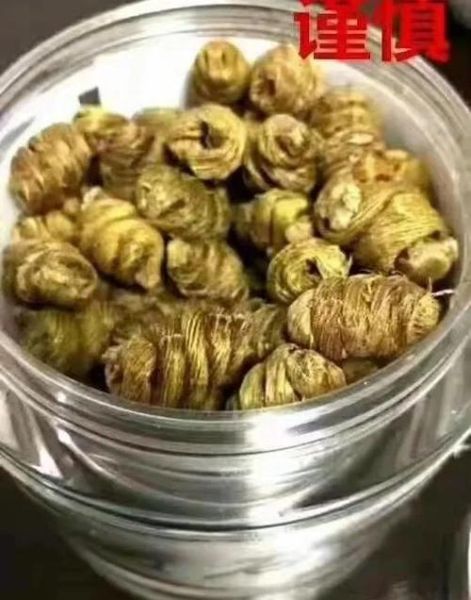 野生铁皮石斛图片全图_如何辨别真假-第2张图片-山城妙识