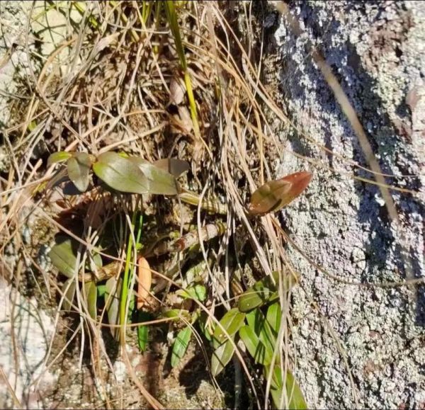 野生铁皮石斛图片全图_如何辨别真假-第3张图片-山城妙识