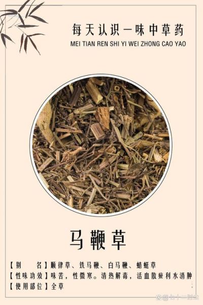 马鞭草的功效与作用有哪些_马鞭草可以天天喝吗-第3张图片-山城妙识