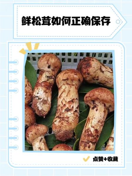 新鲜松茸怎么吃_松茸保存技巧-第2张图片-山城妙识