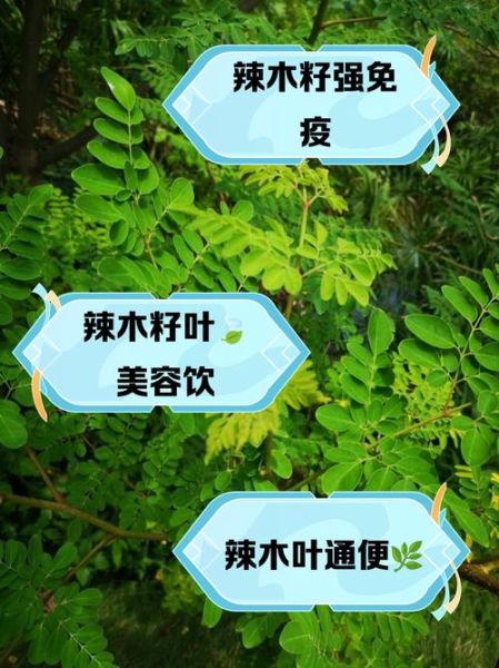 辣木籽的功效与作用有哪些_辣木籽怎么吃效果最好-第2张图片-山城妙识