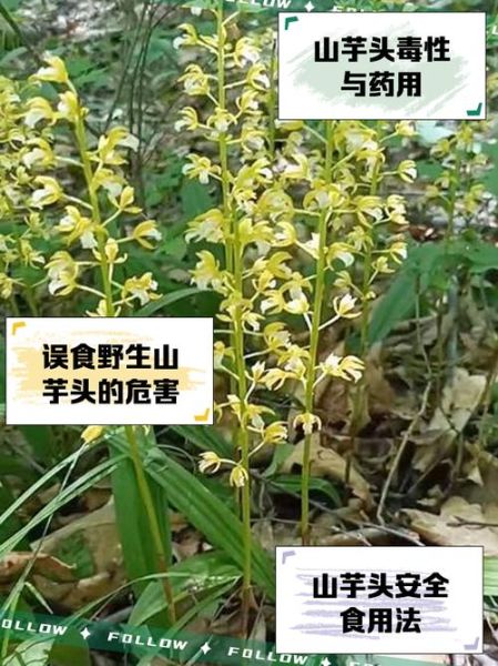 野山芋图片_野山芋长什么样-第1张图片-山城妙识