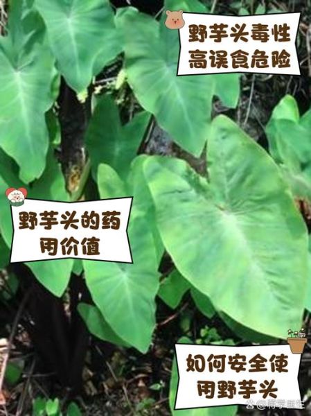 野山芋图片_野山芋长什么样-第3张图片-山城妙识