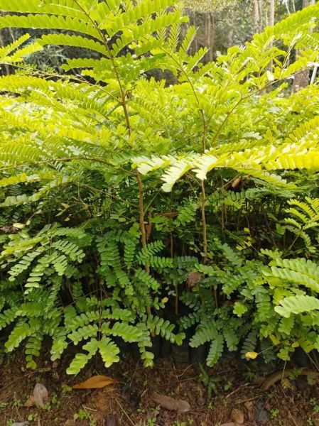 苏木图片长什么样_苏木图片怎么鉴别真假-第1张图片-山城妙识