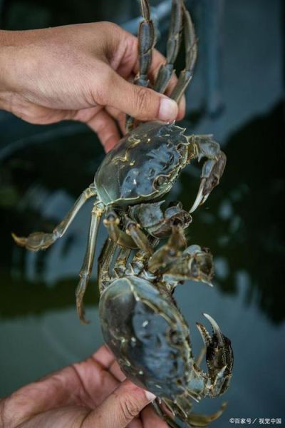 大闸蟹怎么杀图解_大闸蟹宰杀步骤详解-第1张图片-山城妙识