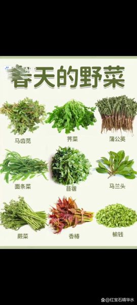 马齿苋野菜有什么功效_马齿苋怎么吃最健康-第1张图片-山城妙识
