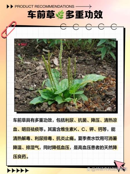 车前草的功效与作用及禁忌_车前草泡水喝的正确方法-第1张图片-山城妙识 车前草的功效与作用及禁忌_车前草泡水喝的正确方法-第1张图片-山城妙识
