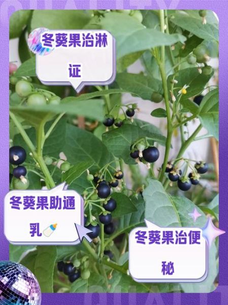 冬葵子是什么_冬葵子的功效与作用-第1张图片-山城妙识