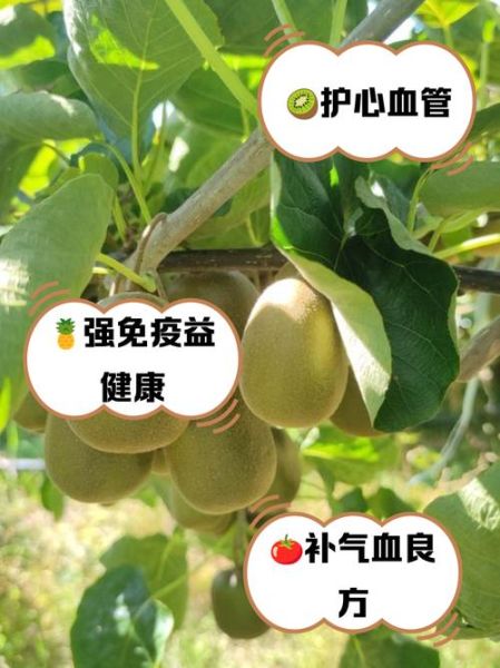 补血的水果有哪些_吃什么水果补血最快-第3张图片-山城妙识