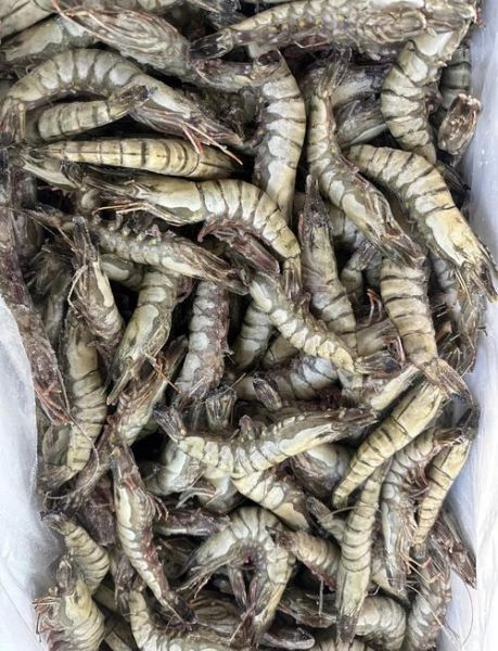 草虾多少钱一斤_草虾价格为何波动大-第2张图片-山城妙识