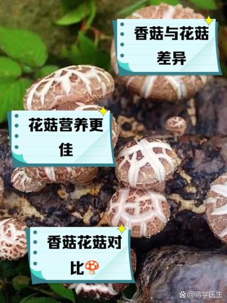 香菇和冬菇的区别_哪个更好吃-第2张图片-山城妙识