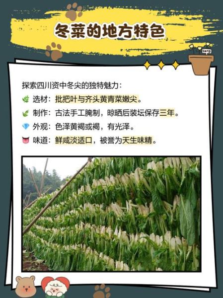 南充冬菜怎么腌制_南充冬菜腌制方法详解-第1张图片-山城妙识