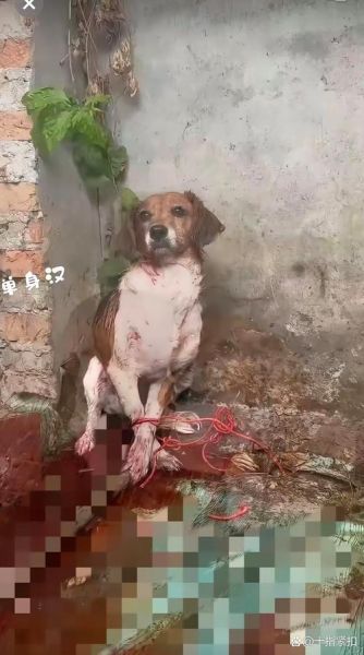 疯狗肉能吃吗_吃疯狗肉72小时死亡真相-第3张图片-山城妙识