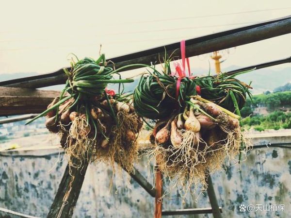 荞头什么时候种最合适_荞头种植方法步骤-第2张图片-山城妙识