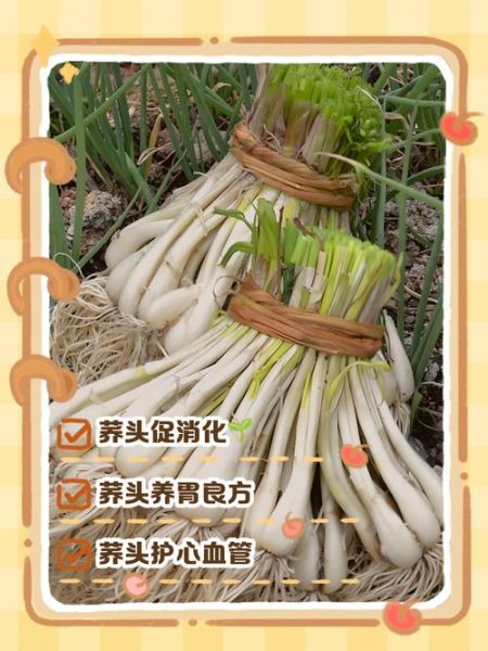 荞头什么时候种最合适_荞头种植方法步骤-第1张图片-山城妙识