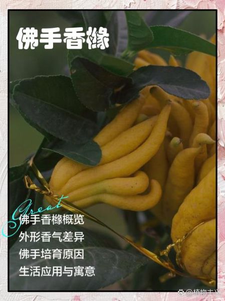 佛手香橼的功效与作用_佛手香橼适合哪些人-第2张图片-山城妙识 佛手香橼的功效与作用_佛手香橼适合哪些人-第2张图片-山城妙识