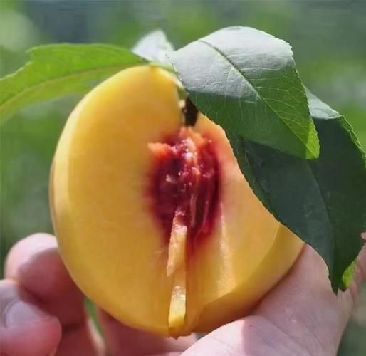 锦绣黄桃的功效与作用_锦绣黄桃怎么吃最营养-第3张图片-山城妙识