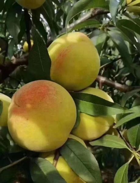 锦绣黄桃的功效与作用_锦绣黄桃怎么吃最营养-第2张图片-山城妙识