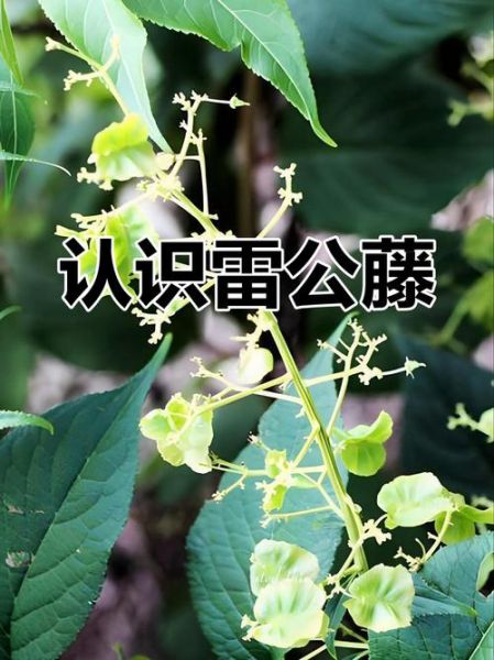 雷公藤的功效与作用_雷公藤可以长期服用吗-第3张图片-山城妙识