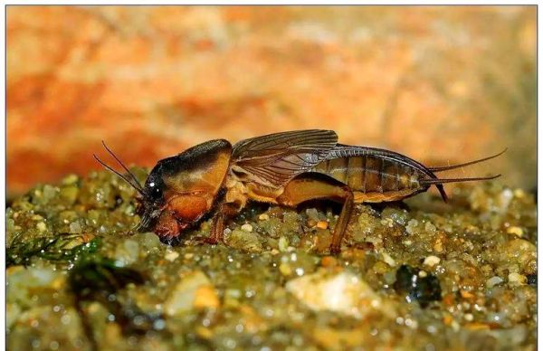 蝼蛄为什么不能踩死_蝼蛄踩死会招来什么后果-第3张图片-山城妙识