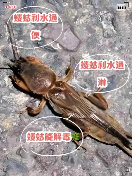蝼蛄为什么不能踩死_蝼蛄踩死会招来什么后果-第1张图片-山城妙识