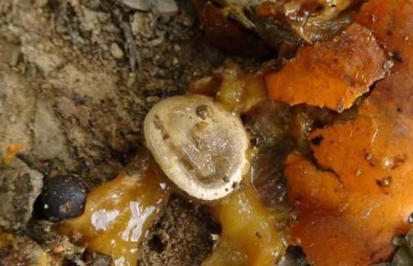 马钱子中毒症状_马钱子中毒怎么急救-第1张图片-山城妙识