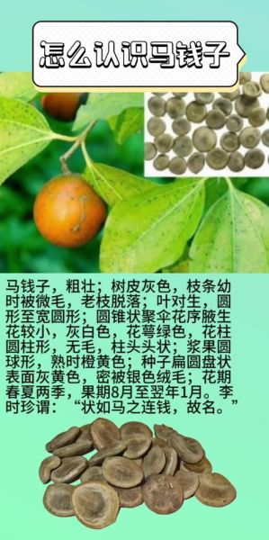 马钱子中毒症状_马钱子中毒怎么急救-第3张图片-山城妙识