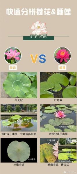 莲花和荷花有什么区别_荷花与莲花的区别在哪里-第1张图片-山城妙识
