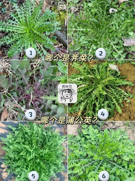 芥菜和荠菜的区别_荠菜是芥菜吗-第3张图片-山城妙识 芥菜和荠菜的区别_荠菜是芥菜吗-第3张图片-山城妙识
