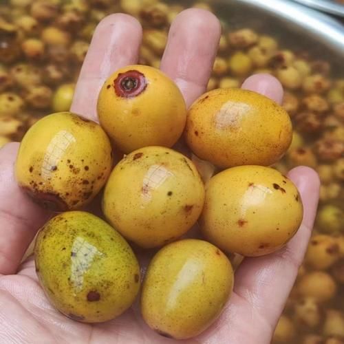 南酸枣糕的做法_南酸枣糕的功效与作用-第3张图片-山城妙识