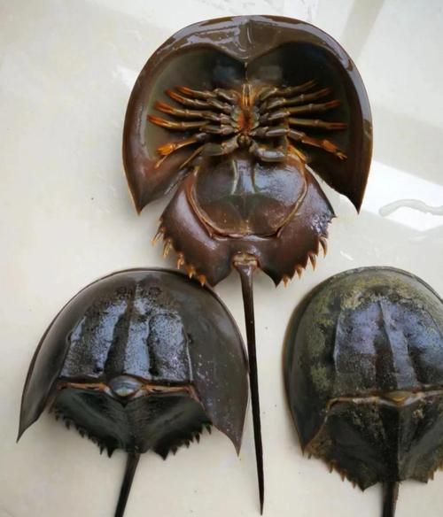 鲎血能治疗什么疾病_鲎血在医学上的主要用途-第3张图片-山城妙识