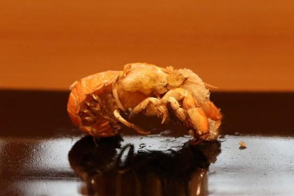 蝼蛄虾怎么做好吃_蝼蛄虾最正宗的做法-第3张图片-山城妙识