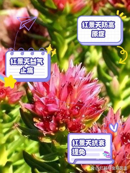 红景天有什么功效与作用_红景天适合什么人吃-第3张图片-山城妙识