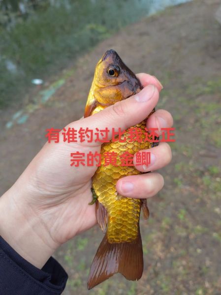 黄金鲫鱼怎么养_黄金鲫鱼价格多少钱一斤-第1张图片-山城妙识
