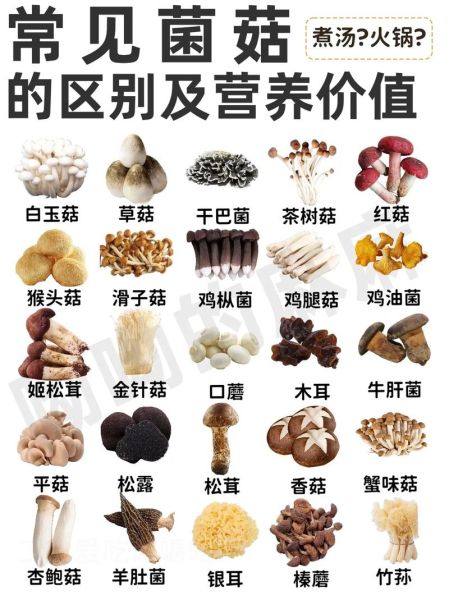 蘑菇大全名称图片_如何识别常见食用菌-第1张图片-山城妙识