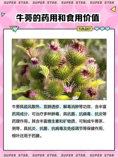 牛蒡多少钱一斤_新鲜牛蒡价格行情-第2张图片-山城妙识