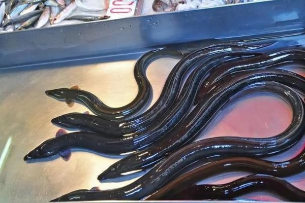 鳗鱼怎么繁殖_鳗鱼繁殖全过程视频解析-第2张图片-山城妙识